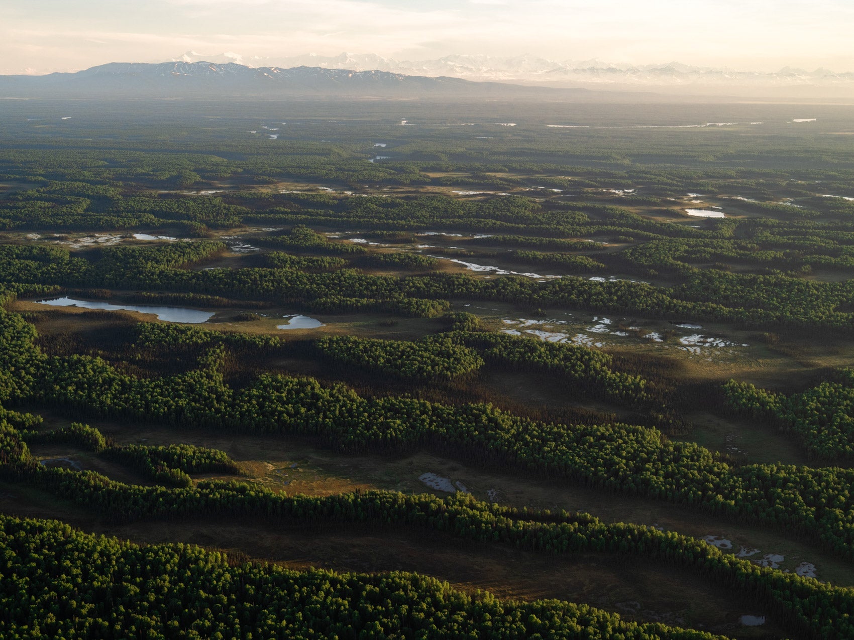Alaskan Taiga – Kevin Krautgartner